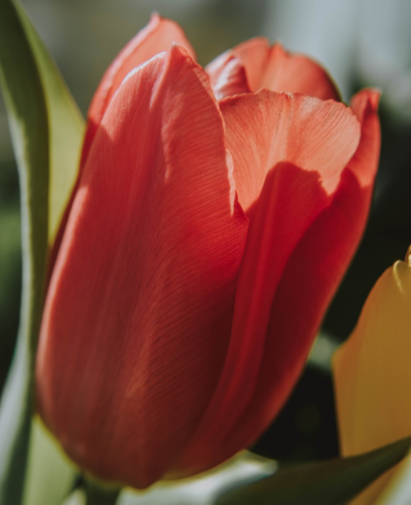 The Five Points of Calvinism – Lion and Lamb Apologetics
